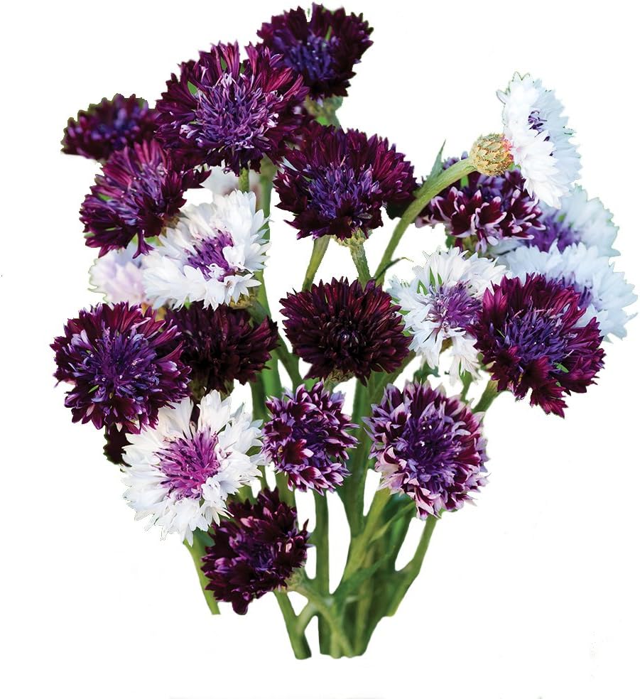 Amazon.com : Burpee Burgundy Beauties Mix Cornflower Seeds 200 seeds ...