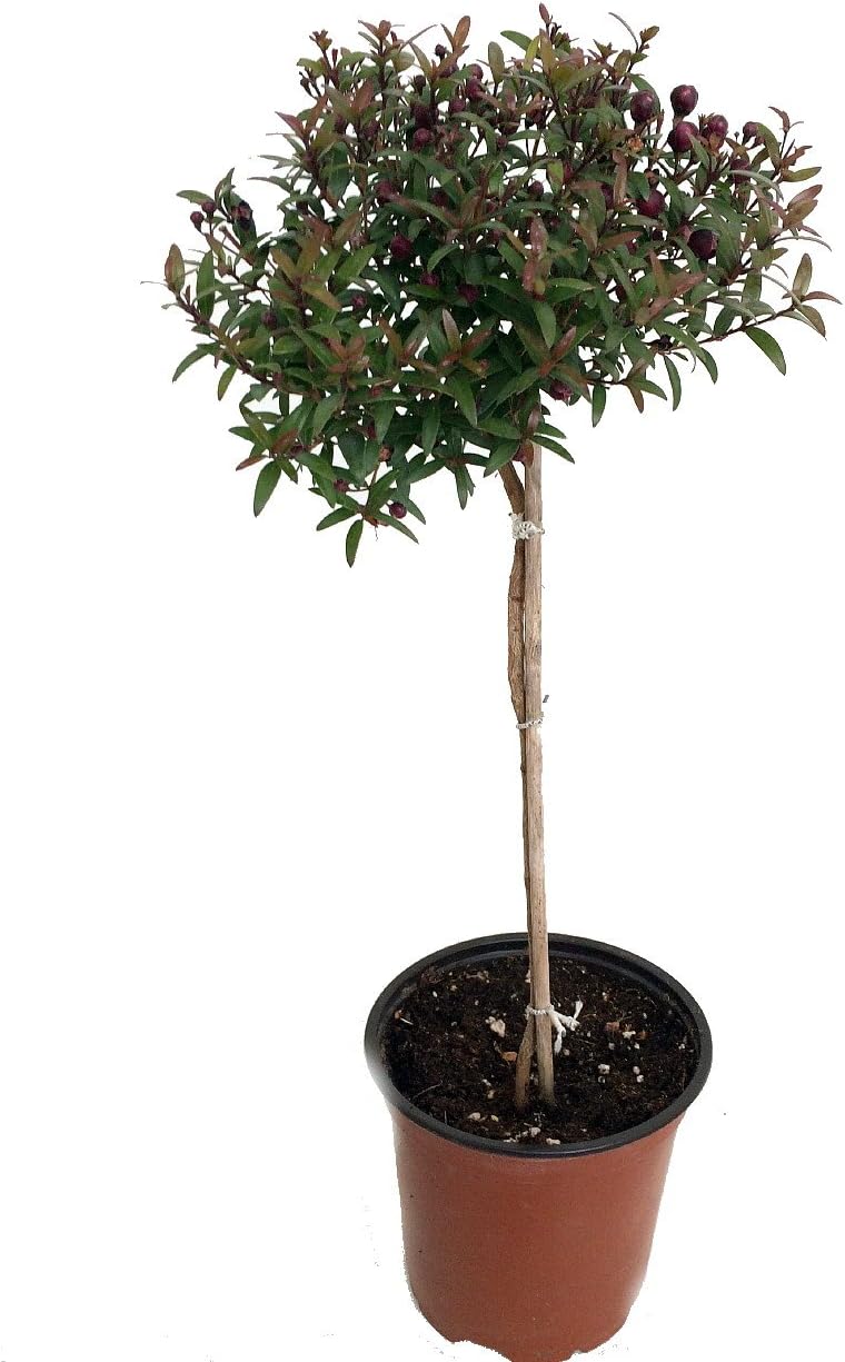 Amazon.com : Biblical Myrtle Herb Plant - Myrtus - Ancient Herb - 4.5 ...