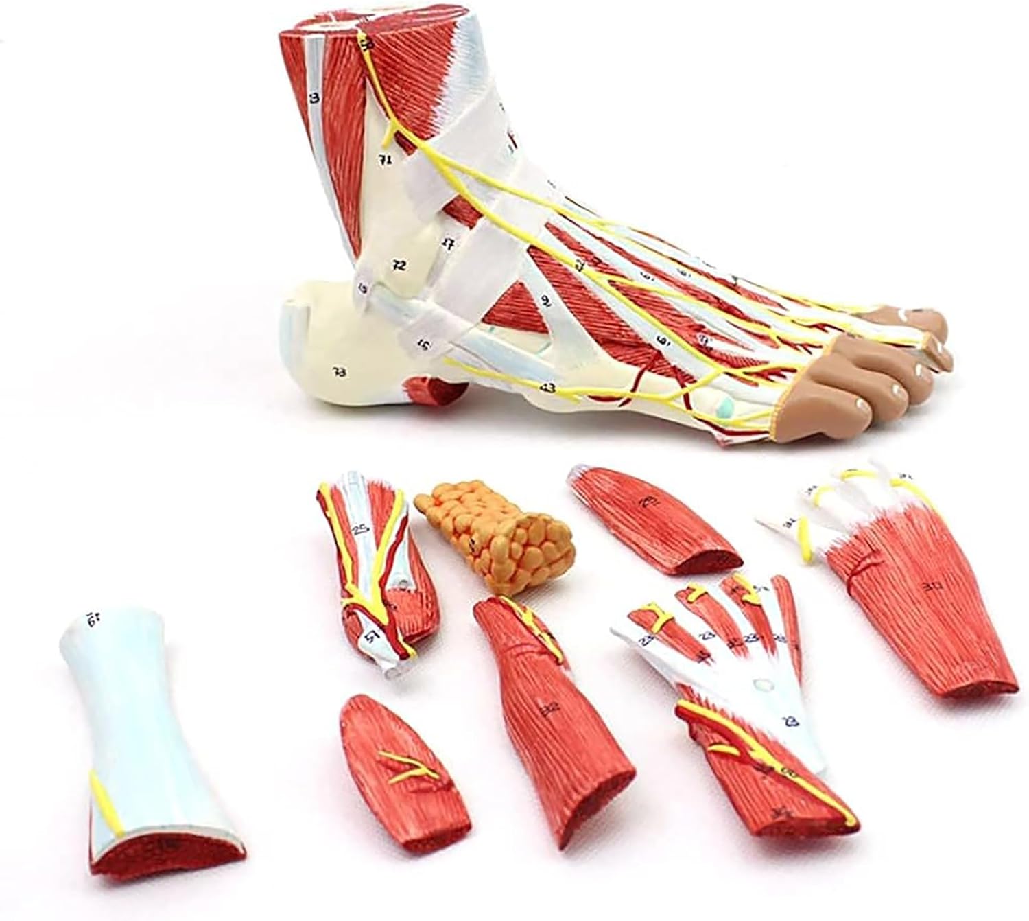 Amazon.com: UNbit Anatomical Human Foot Model Neurovascular Foot Muscle ...