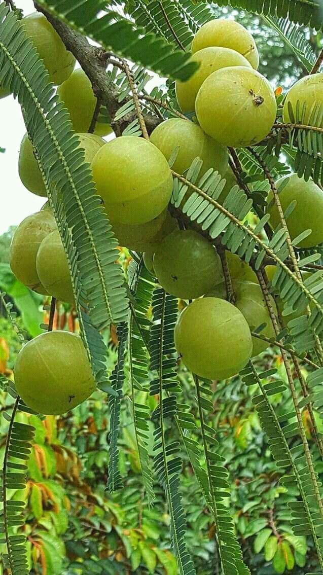 Amla/Gooseberry Hybrid Fruit Plant & Tree (1.5-3.5 Ft Hight) For Home ...