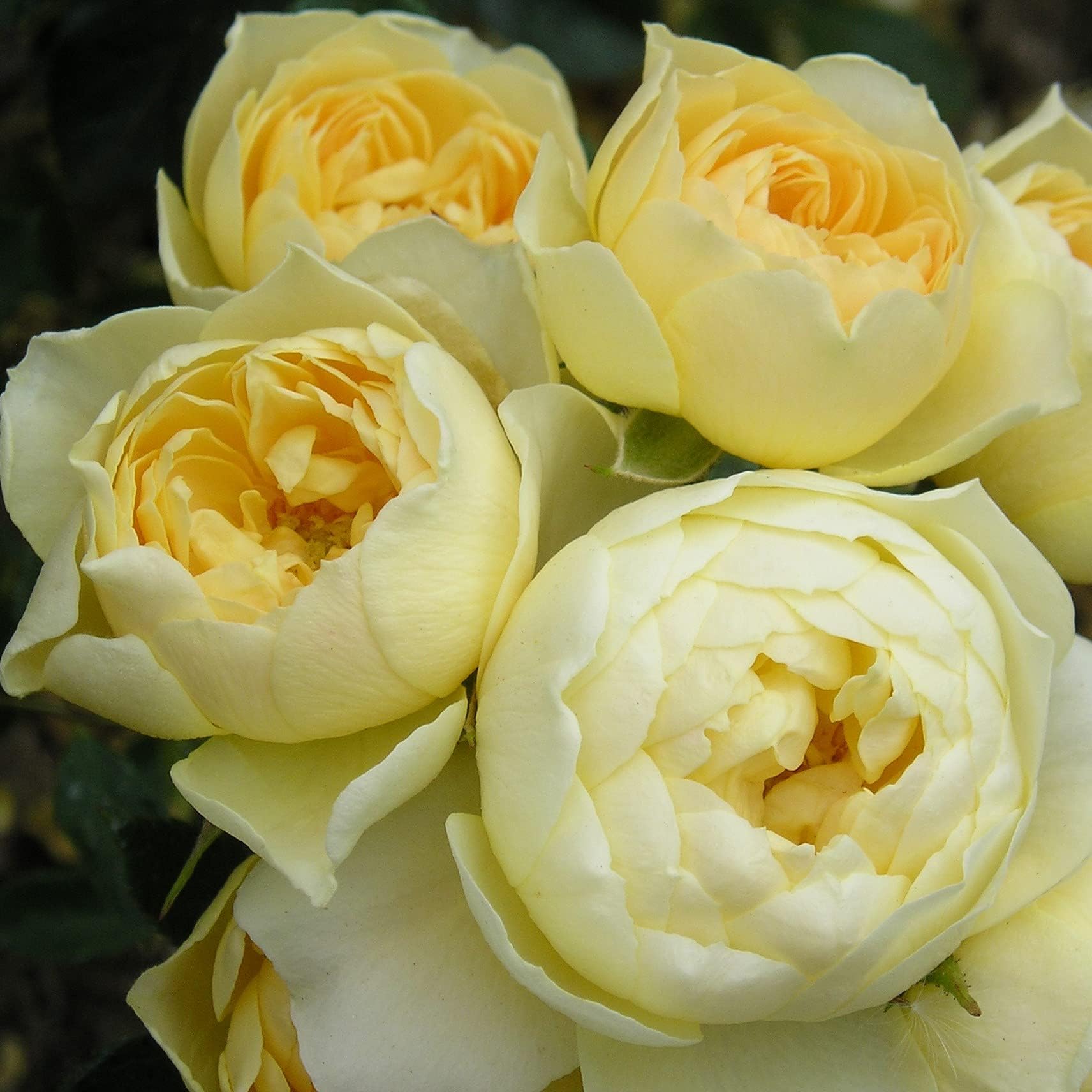 Rose Bush Keep Smiling - Floribunda Yellow Rose Bush for The Garden in ...
