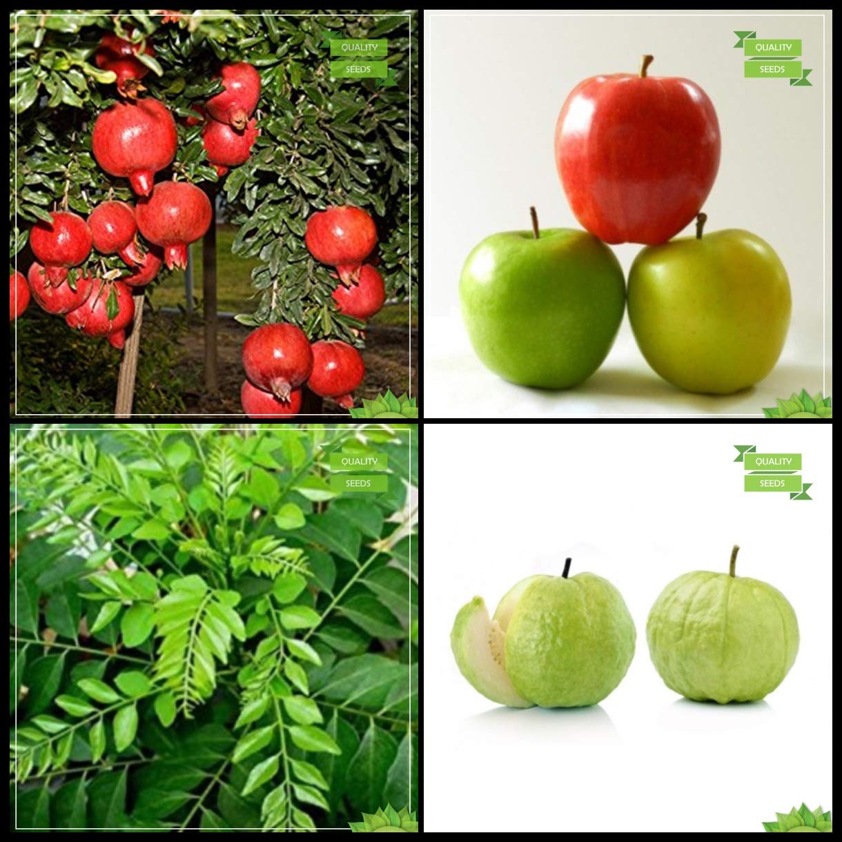 Creative Farmer Summer Combo Fruit : Pomagranate Dwarf, Apple, Curry ...