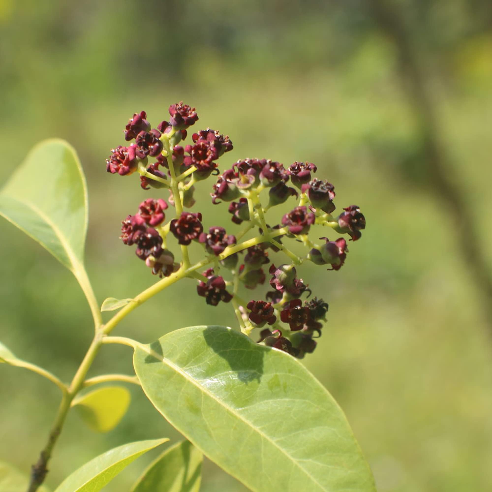 Amazon.com : Palm Beach Medicinal Herbs - Red Sandalwood Tree ...