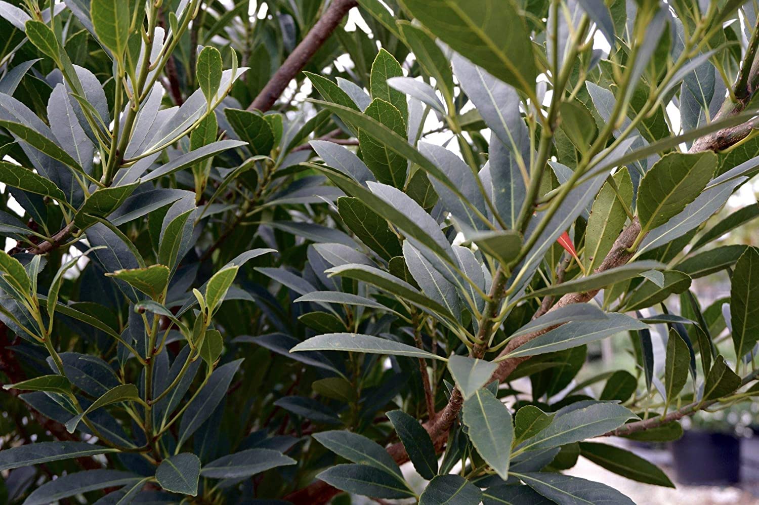Japanese Blueberry Tree