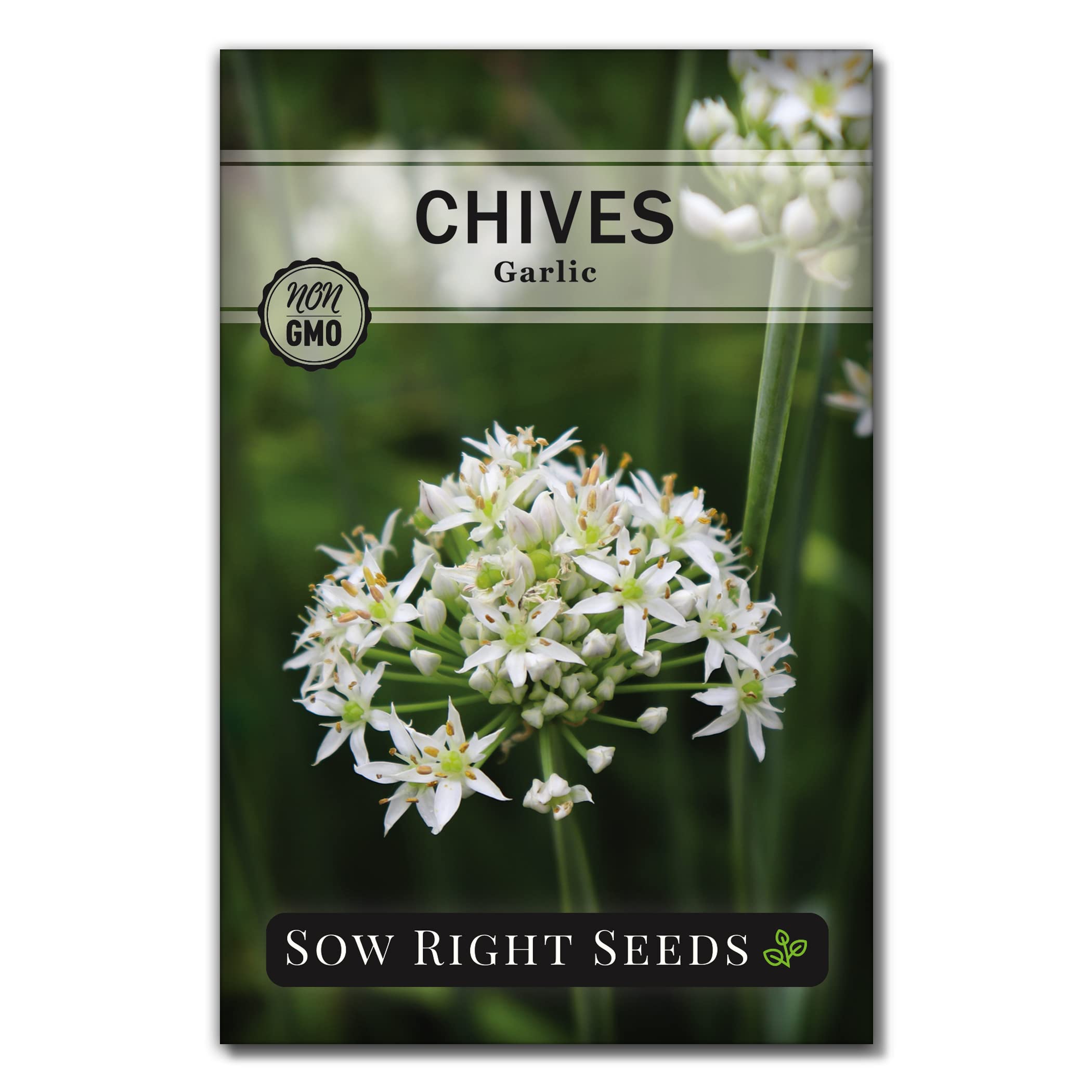 Amazon.com : Sow Right Seeds - Garlic Chives Seeds for Planting - Non ...