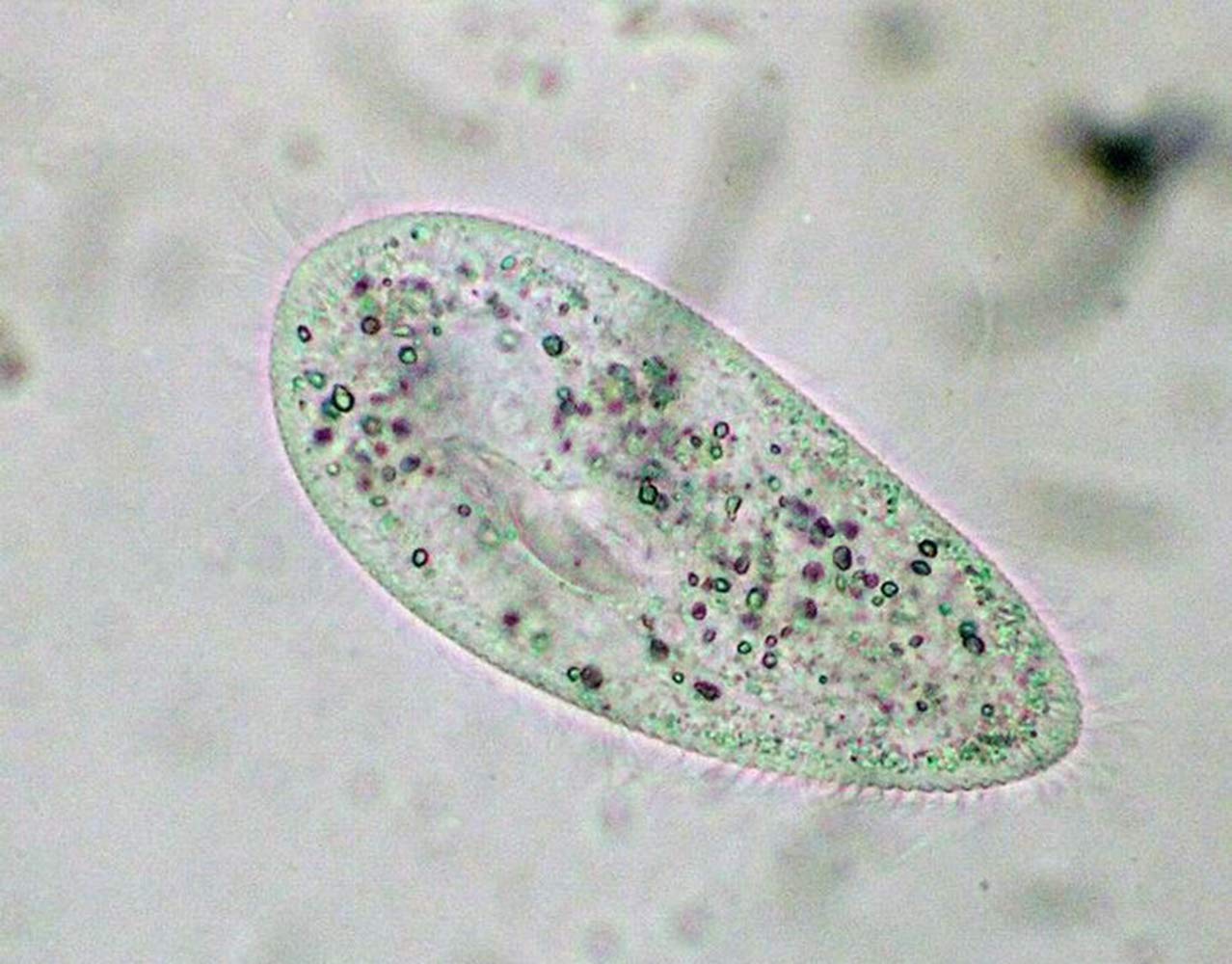 Snapklik.com : Prepared Animal Plant Cell Mitosis Meiosis Amitosis ...