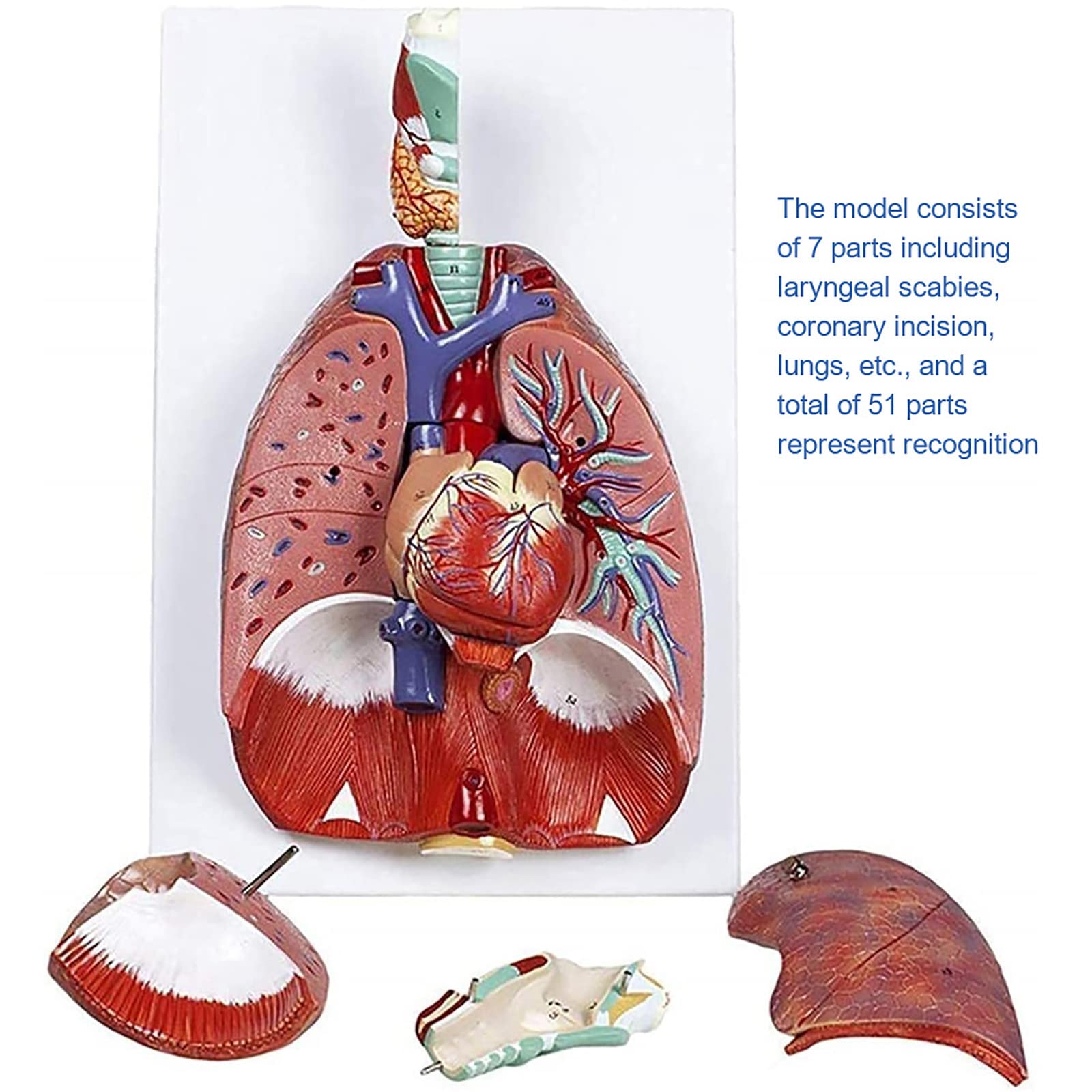 Anatomia Polmonare Alveoli Immagini Di Anatomia Polmonare Download