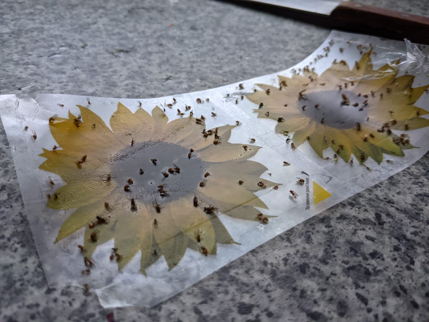 Pest-Stop Window Fly Stickers - Colourfull Window Fly Stickers, Insect ...