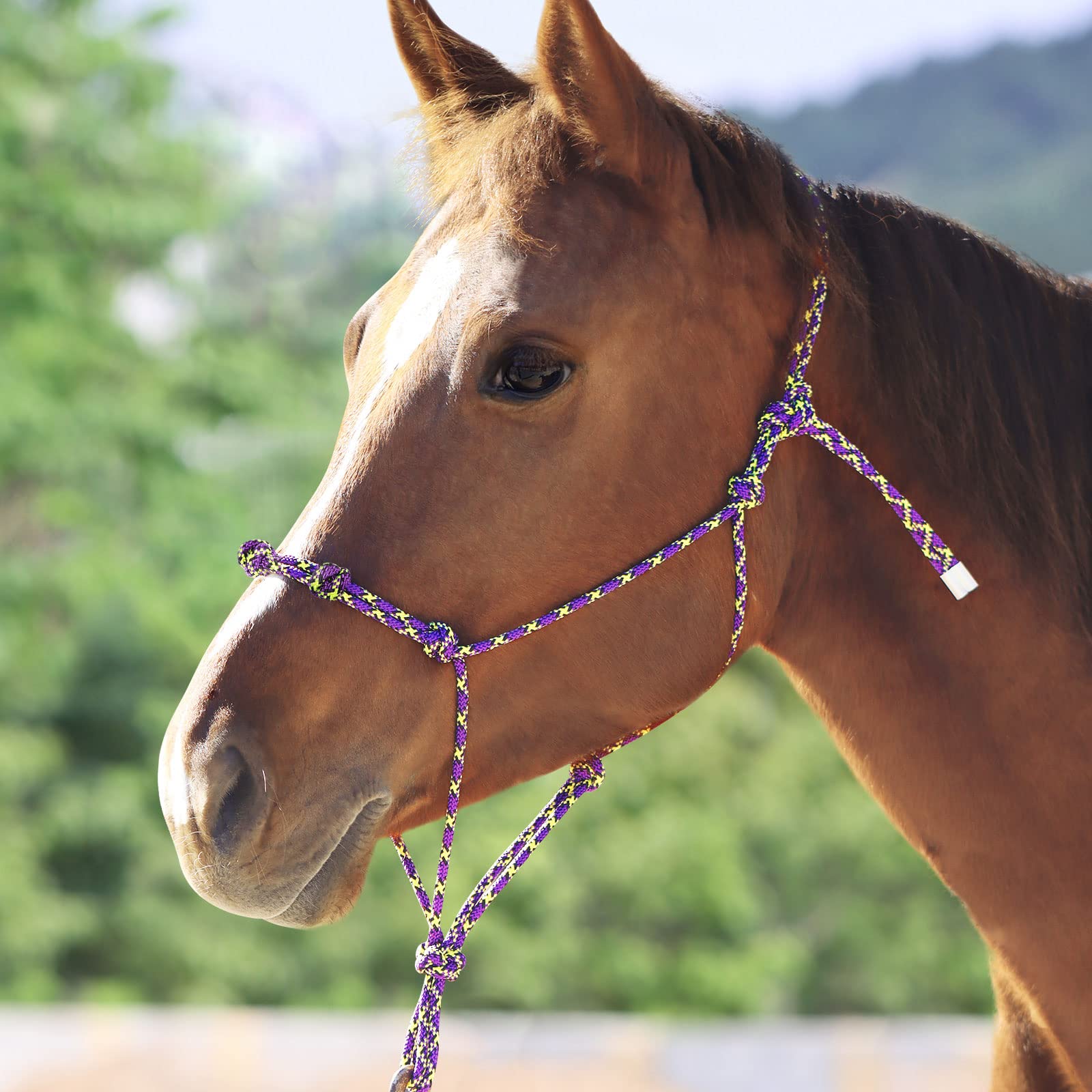 Snapklik.com : Harrison Howard Rope Halters For Horses Super Sturdy ...