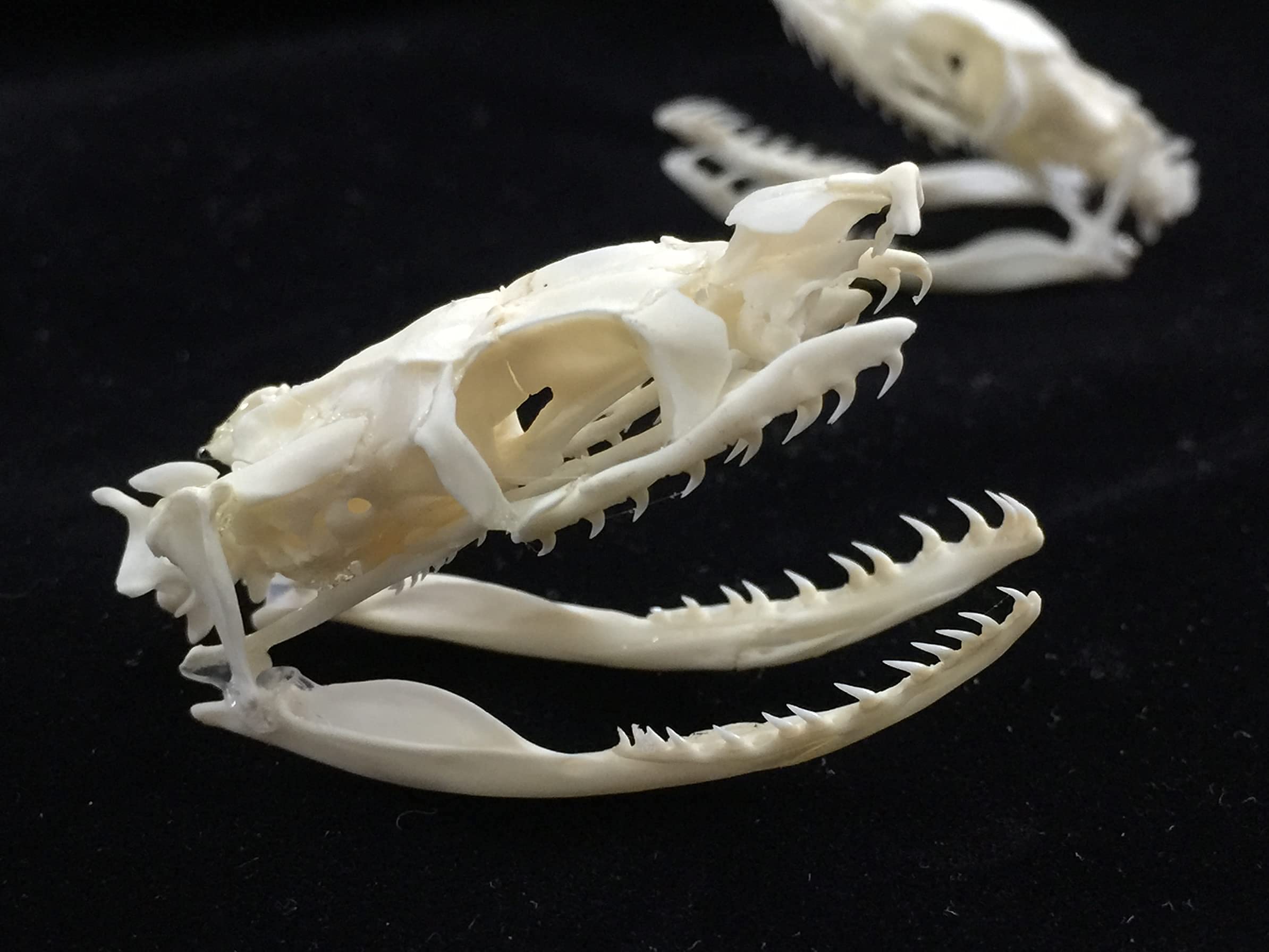 Buy Model Skull Skull Skull Snake Specimen for Taxidermia Art Supplies ...