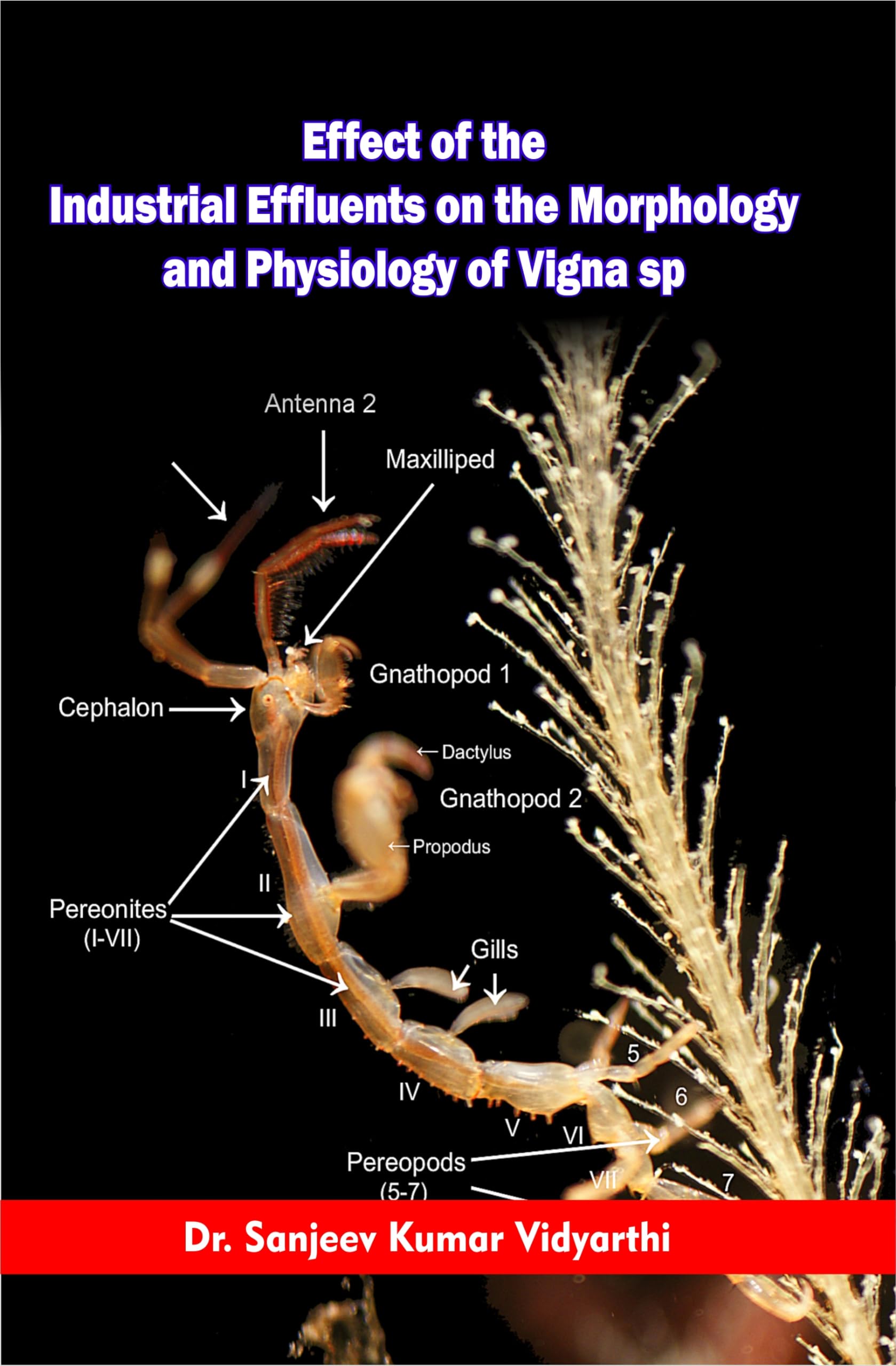 Amazon.in: Buy Effect of the Industrial Effluents on the Morphology and ...