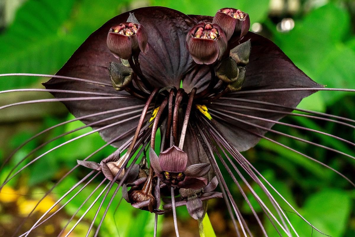 1 flor de murciélago negra Tacca Chantrieri Plantas de inicio vivo ...