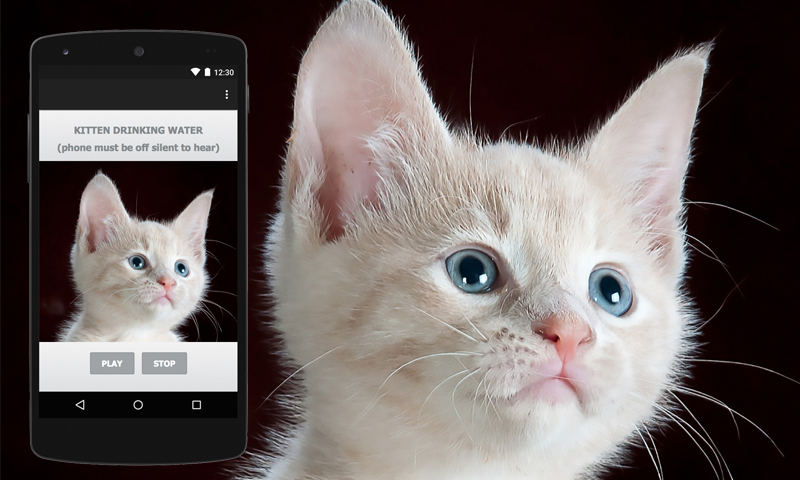 Kitten sounds & Kitten Meows cat app provides you kitt sounds for Cats ...