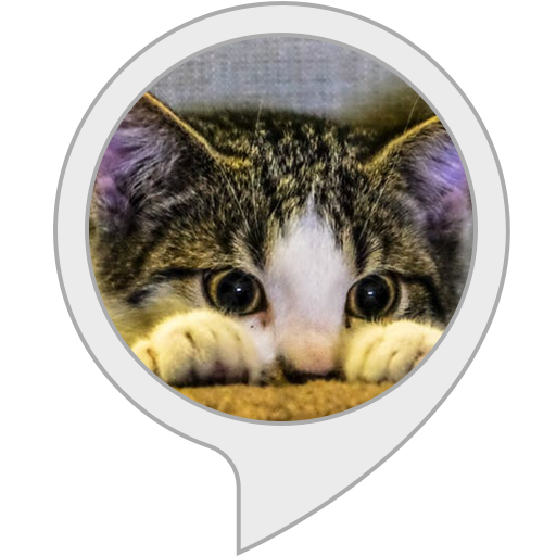 Amazon.ca: Cat Facts : Alexa Skills