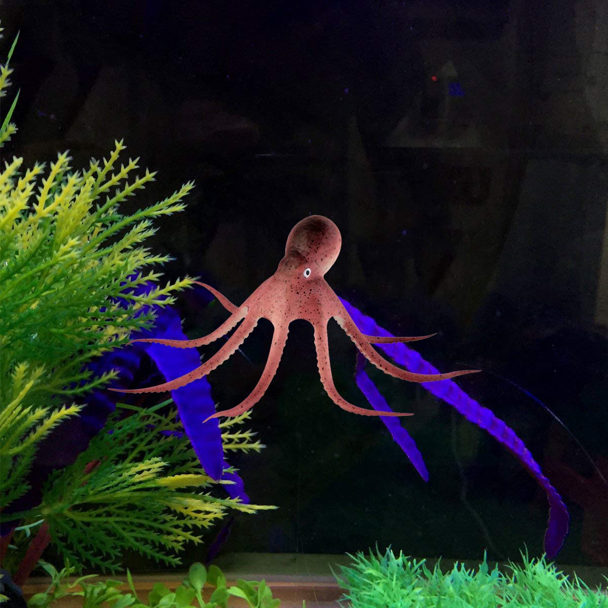 Freshwater Aquarium Octopus