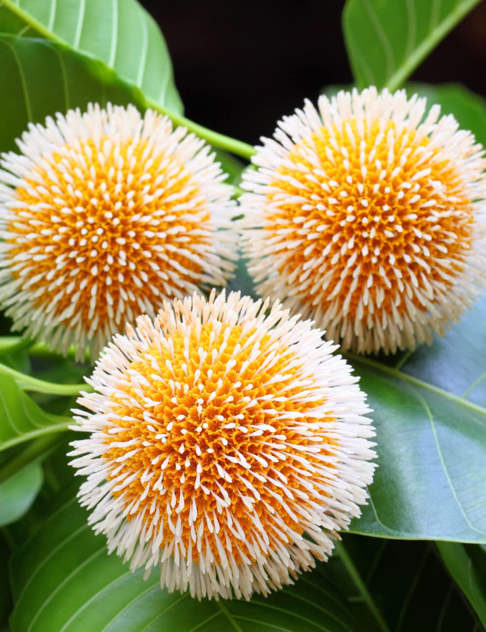 Kadamb, Neolamarckia cadamba (Healthy Live Plant) (Grafted) : Amazon.in ...