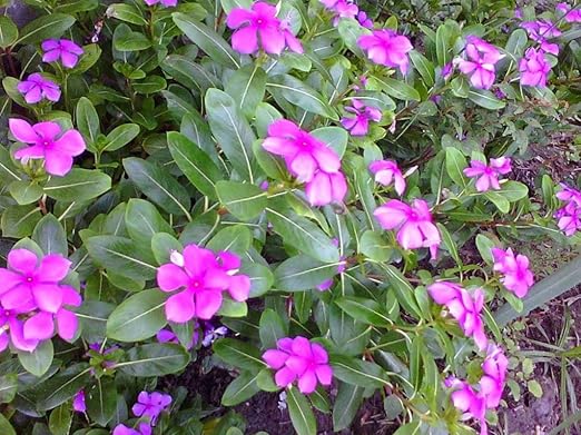 LIVE Plant PINK Catharanthus Roseus Tiny Periwinkle Vinca Common Hindi Names live-plant-pink-catharanthus-roseus-tiny-periwinkle-vinca-common-hindi-names
