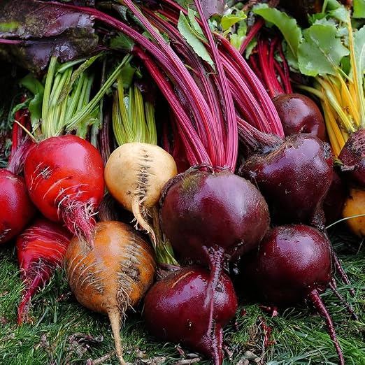Beetroot Plug Plants 'Rainbow Mix'. Value Plug Plant x 5. Early Crops ...