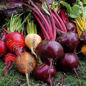 Beetroot Plug Plants 'Rainbow Mix'. Value Plug Plant x 5. Early Crops ...