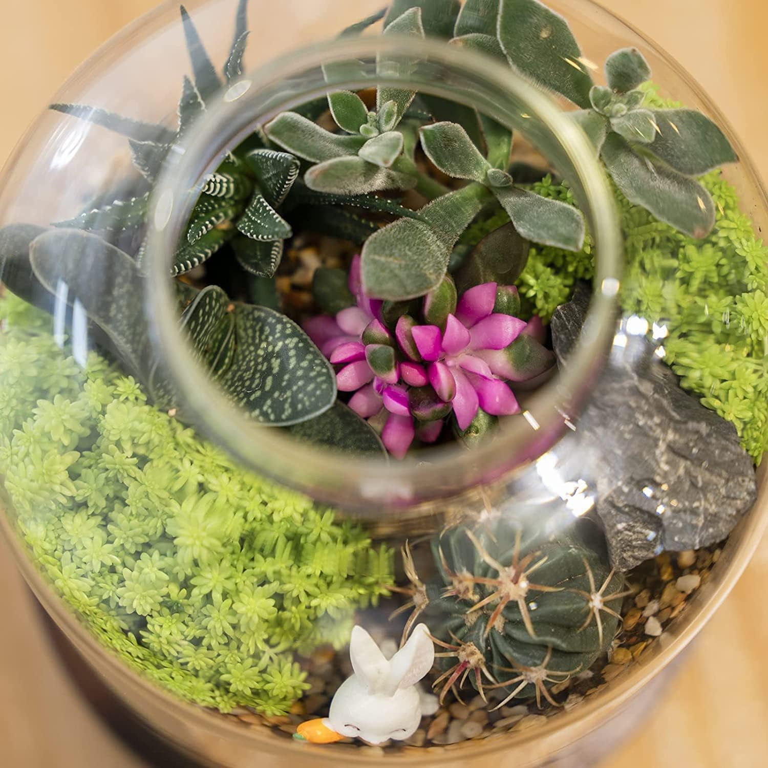Yangbaga Terrarium Glass Jar with Lid for Plants – Grow Your Own Large ...