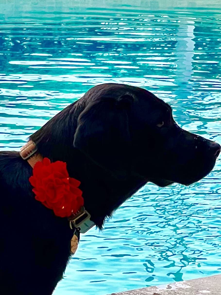 Amazon.com: Sadnyy 120 Pcs Dog Flower Bow Collar Grooming Multi Color ...