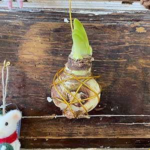 Amazon.com : Amaryllis Bulb Kit Blushing Bride Beautifully Wrapped in ...