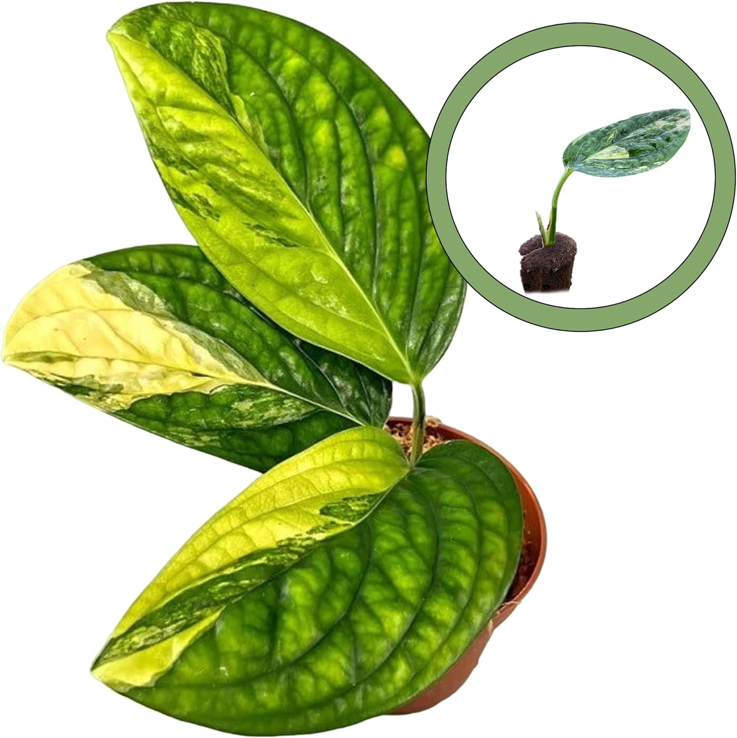 Amazon.com : Variegated Monstera Peru Starter Plant : Patio, Lawn & Garden