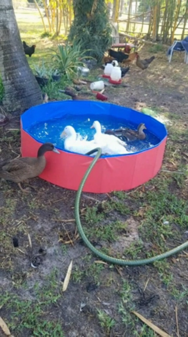 Watch mcgrady1xm duck pools for real ducks on Amazon Live