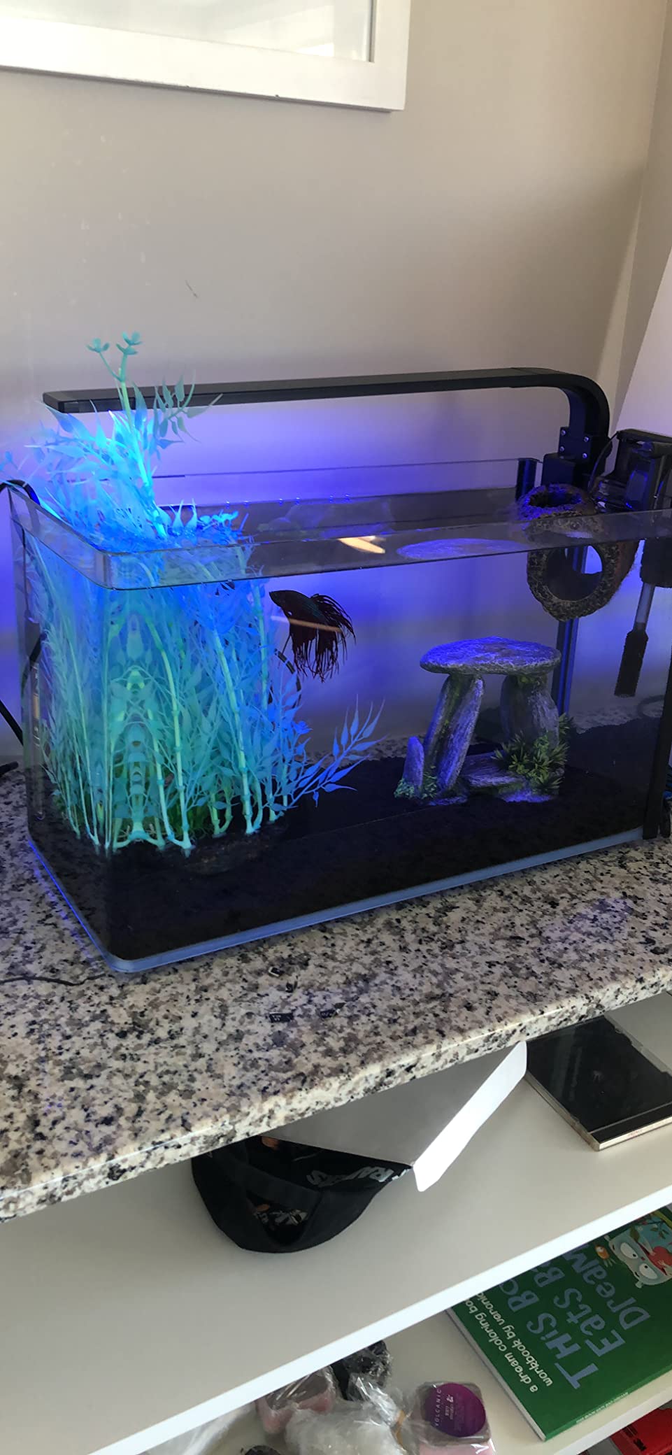 $33/mo - Finance JBJ Rimless Desktop 6 Gallon Curved Glass Aquarium w ...