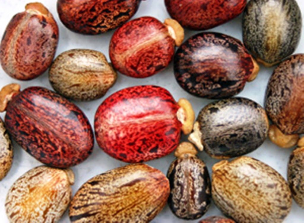 Amazon.com : 10 Castor Bean Tropical Mix,Ricinus Communis Impala Rare ...