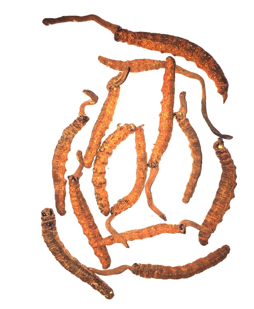 Buy Pure & Natural Cordyceps(Kidajadi) 5pcs Online at Low Prices in ...