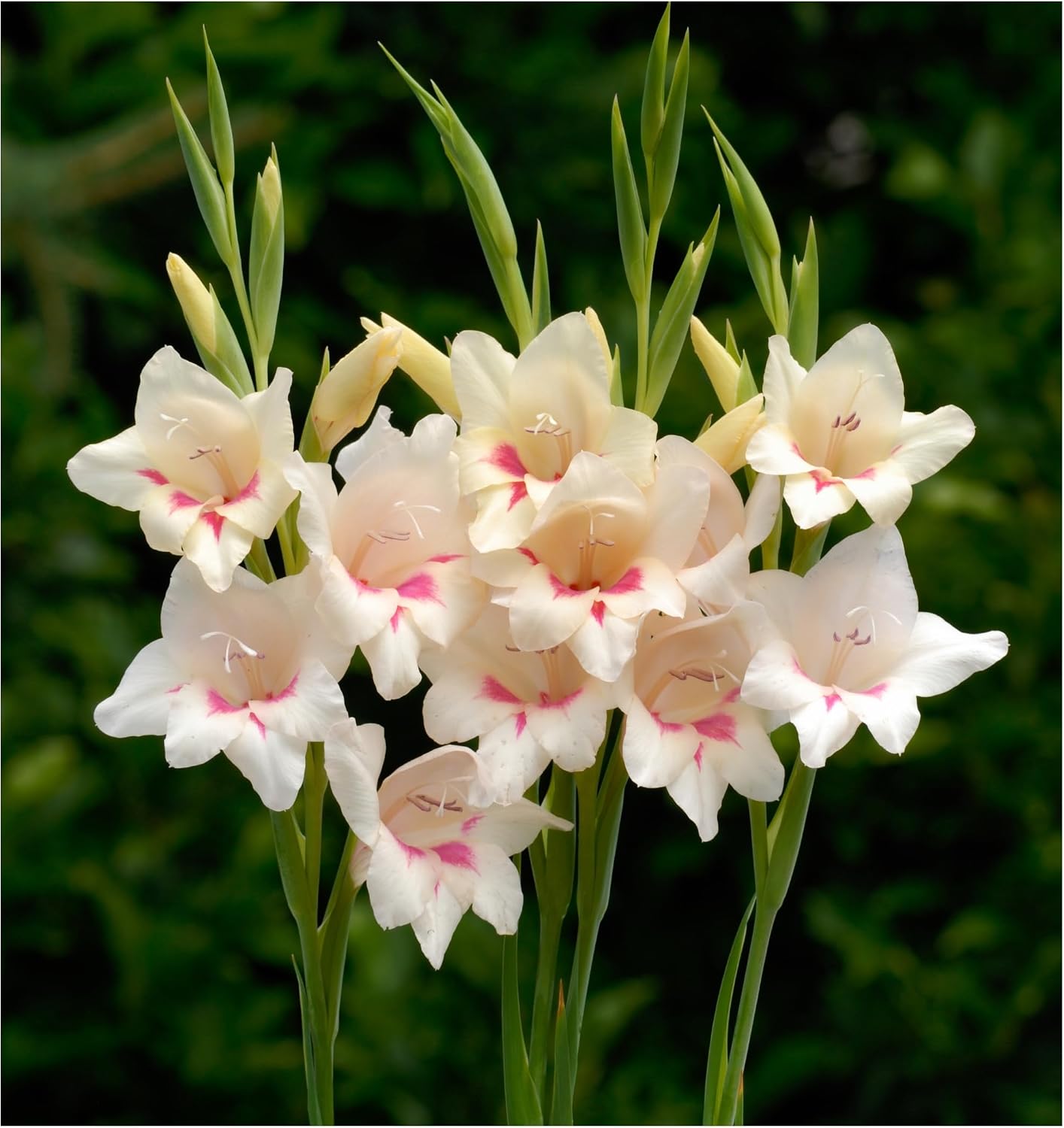 10x Gladioli Nanus Elvira Bulbs Summer Flowering Dwarf Gladiolus Garden ...