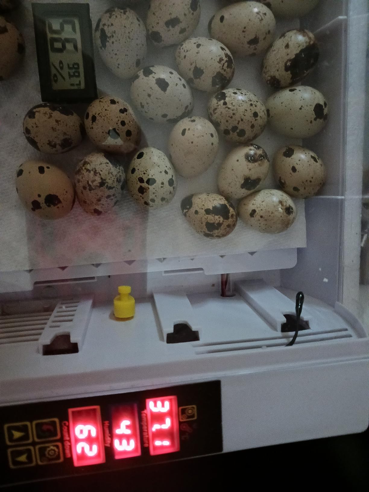 $9/mo - Finance Upgraded Auto Digital Incubator, 16 Eggs Natural ...