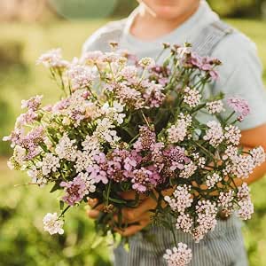 Amazon.com : Candytuft Dwarf Fairy Mix - 250 Seeds - Beautiful Low ...