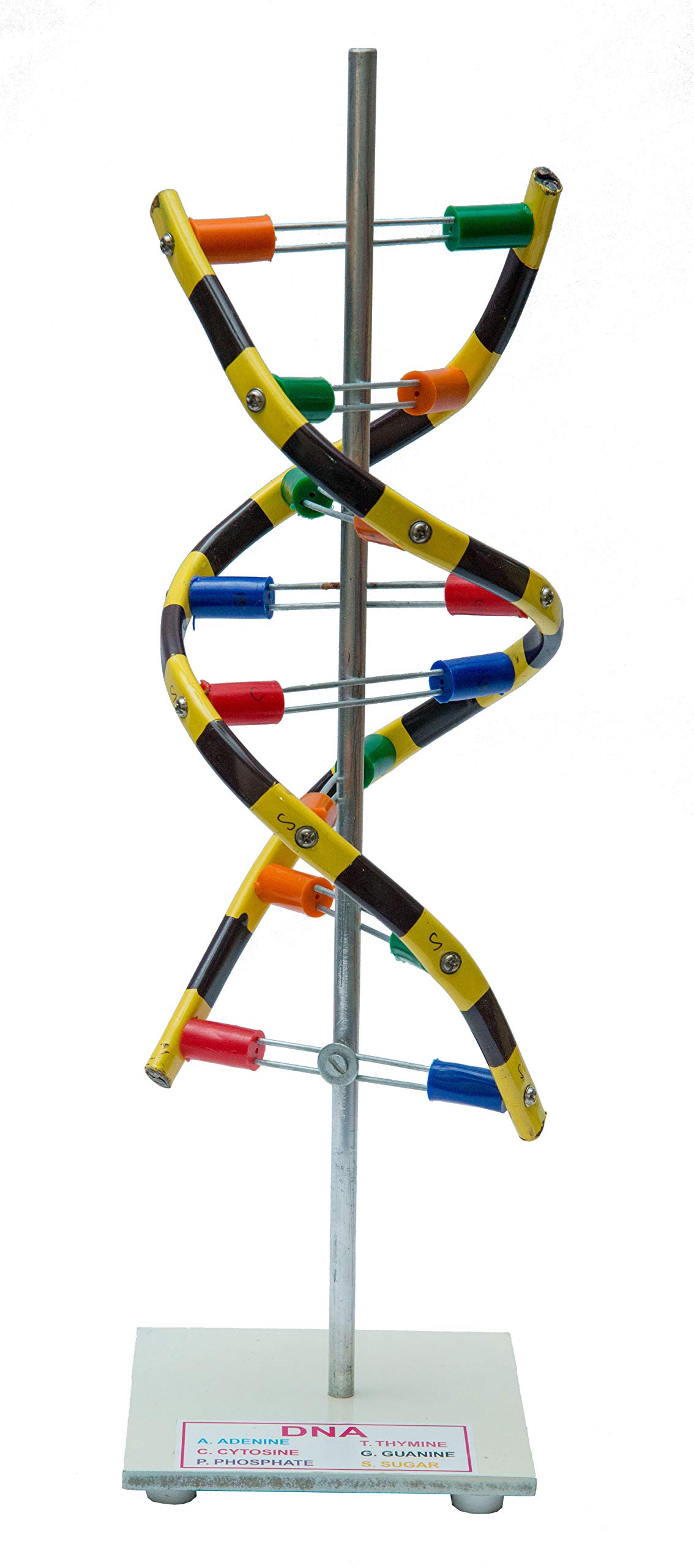 Dna Model Project