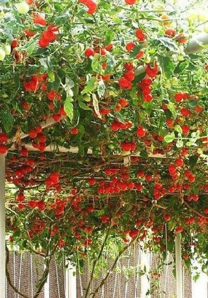 Amazon.com: Heirloom NON GMO Giant Italian Tomato Tree 25 Seeds : Patio ...