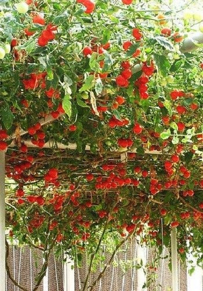 Giant Tomato Tree