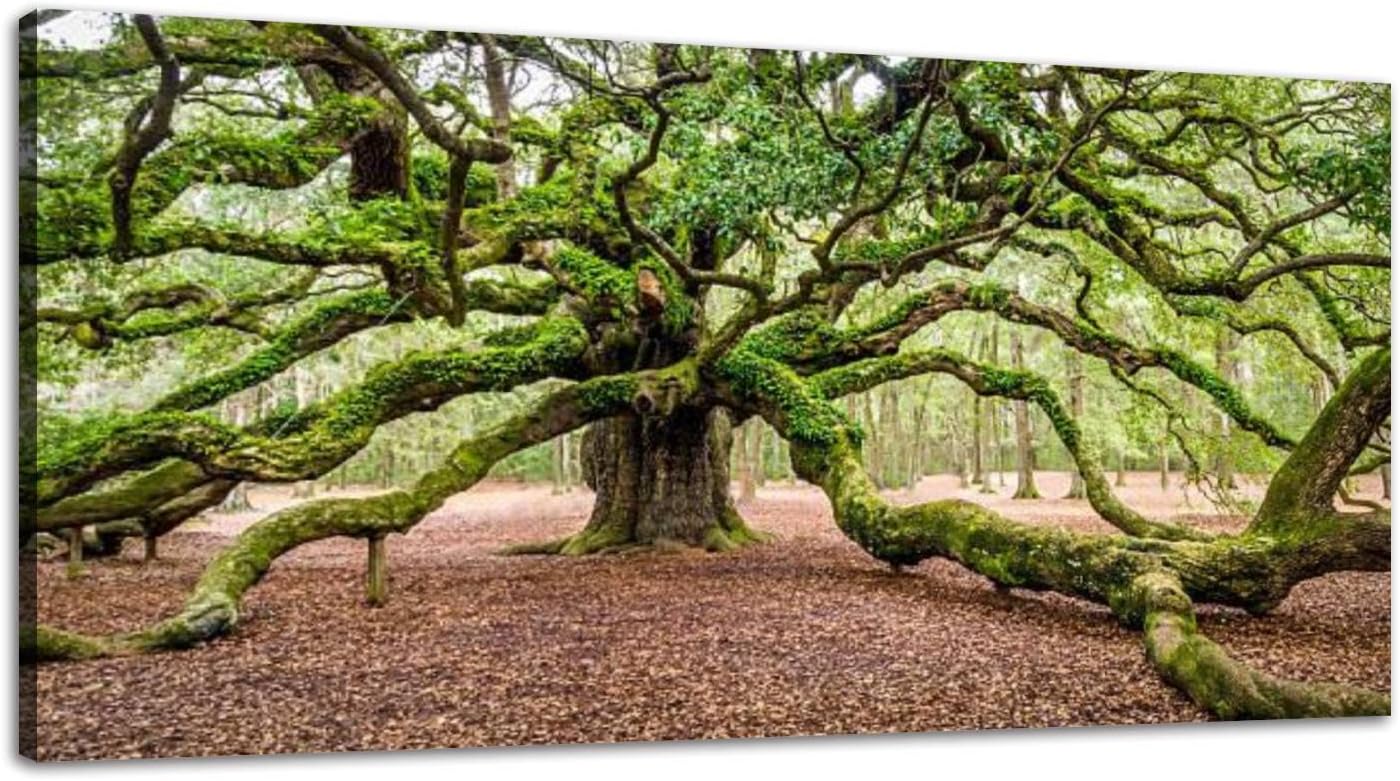 Amazon.com: Large Canvas Wall Art angel oak tree johns island south sc ...