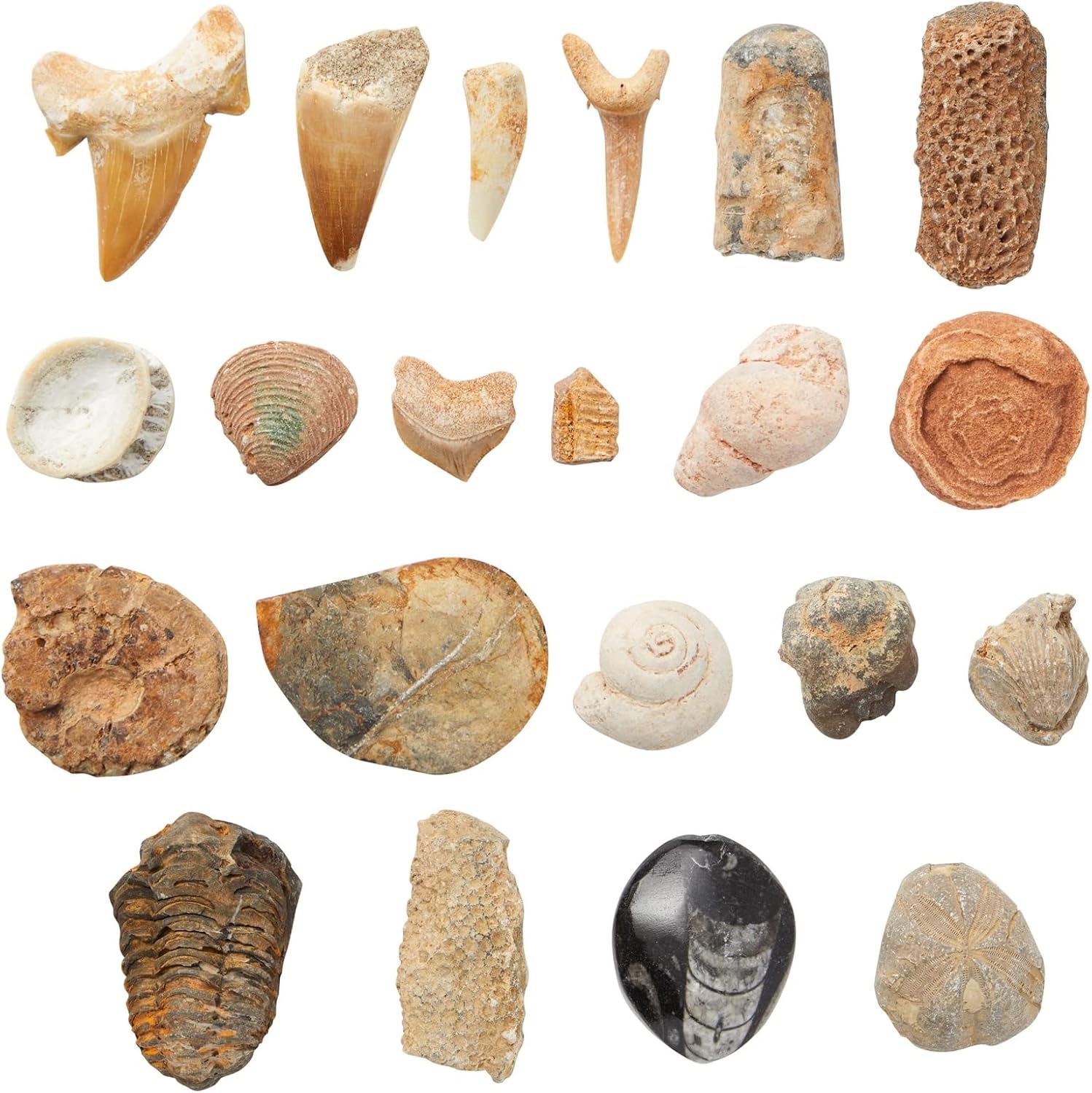 Okuna Outpost Paquete de 20 réplicas de hueso real de Marruecos ...