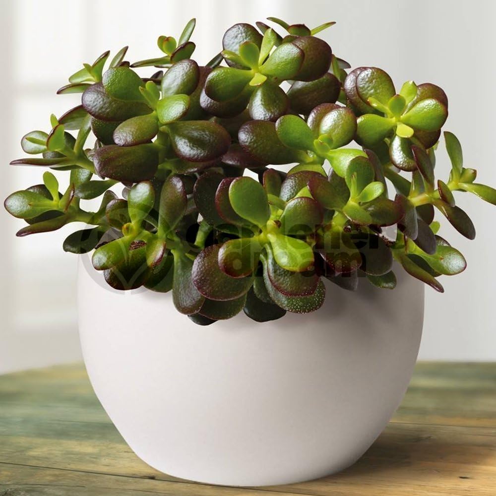 Money plants / money tree Convoluta, 1 piece. : Amazon.co.uk: Garden