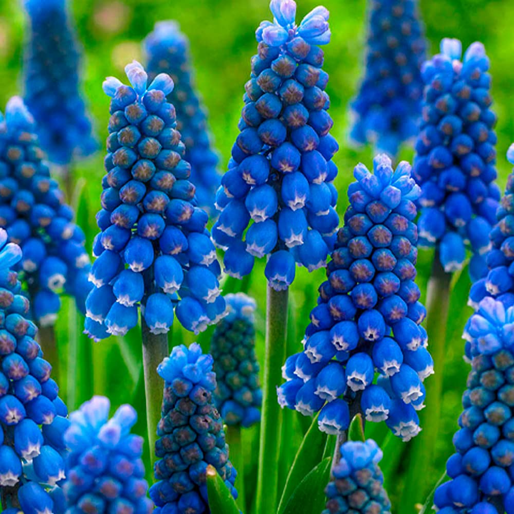 20 x Muscari Blue Grape Hyacinths – Miniature Mid-Spring Blooming ...