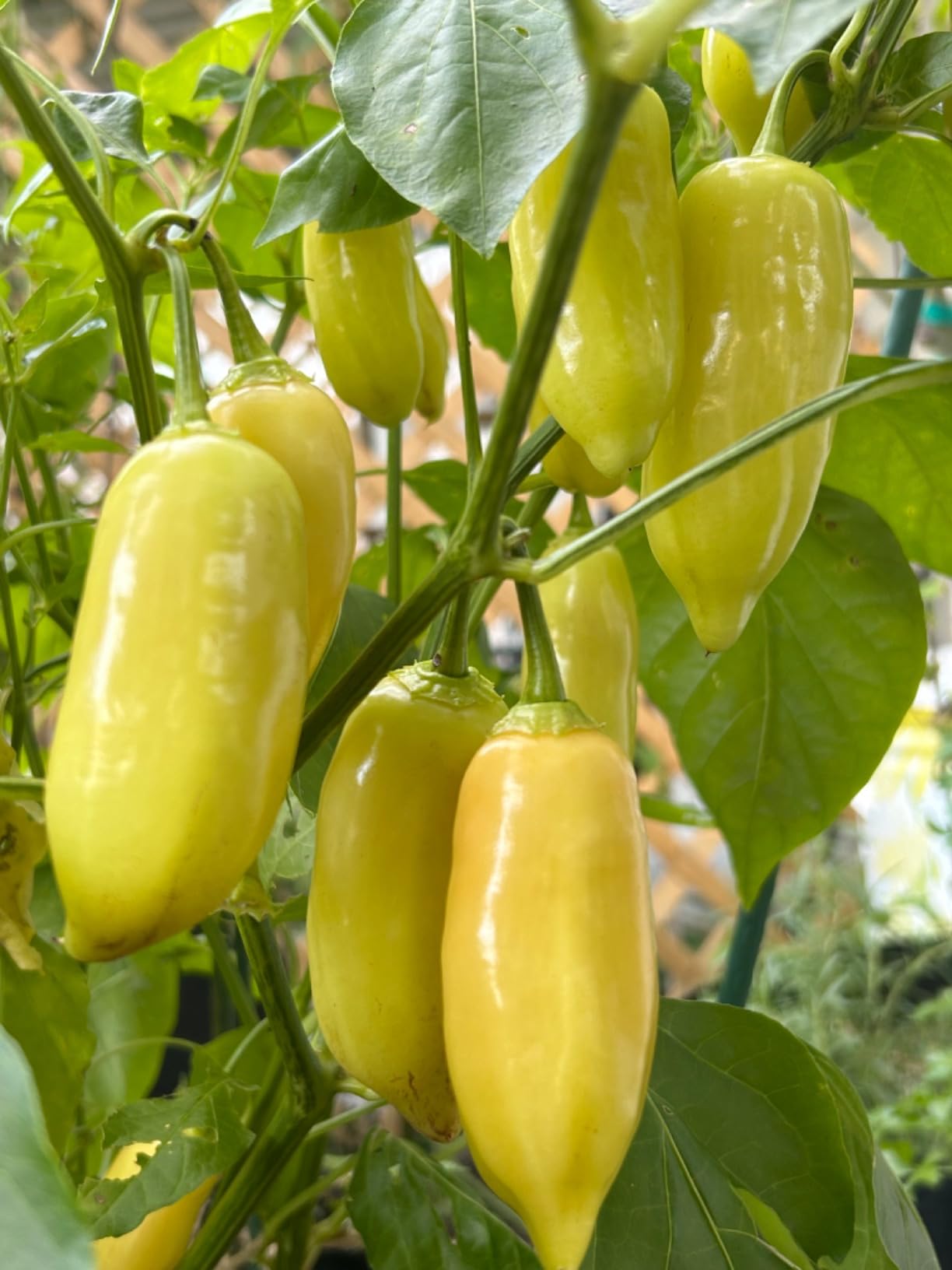 Amazon.com : Sugar Rush Peach Pepper Plant Three (3) Live Plants - Each ...