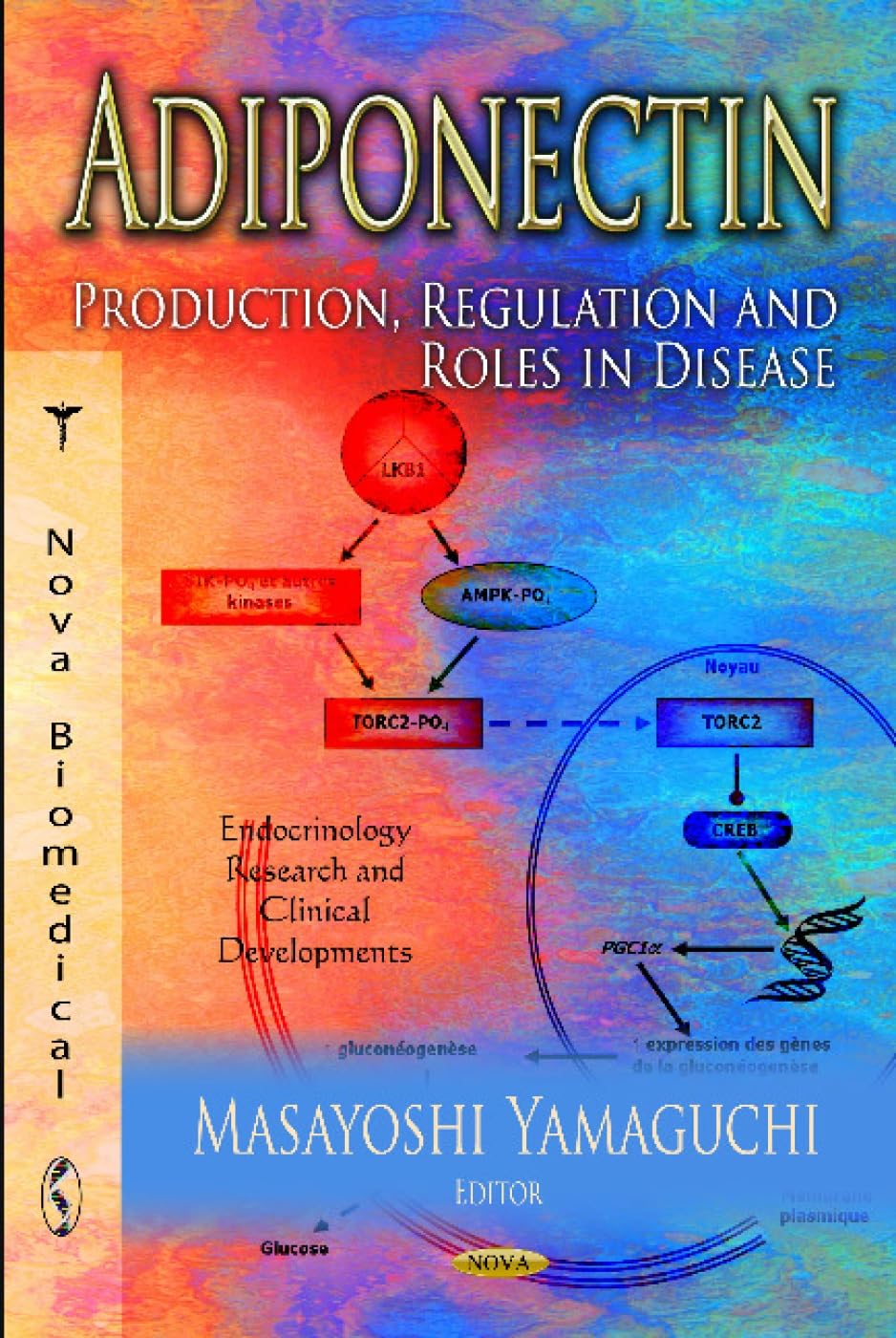 Adiponectin: Production, Regulation and Roles in Disease (Endocrinology ...