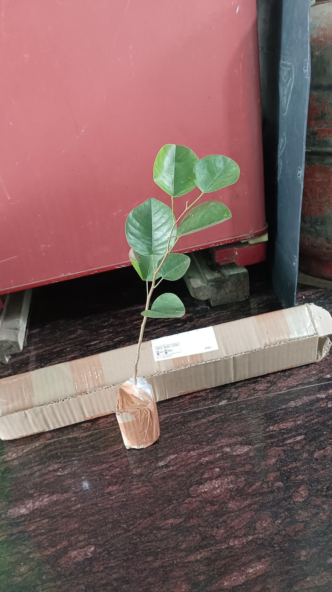 Growleaf Nursary Live Red Chandan Plant/Red Sandalwood Tree/Healthy Red ...