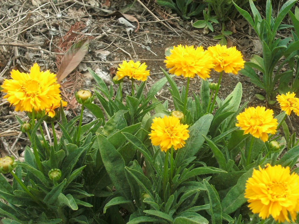 Coreopsis Grandiflora Early Sunrise