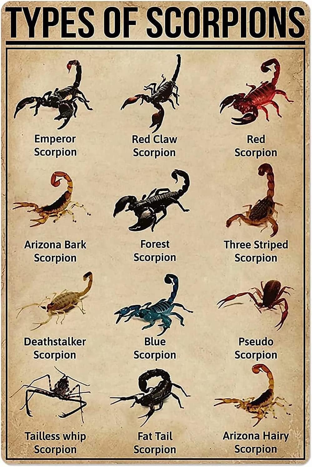 Amazon.com: Scorpions Knowledge Metal Poster Types Of Scorpions Retro ...