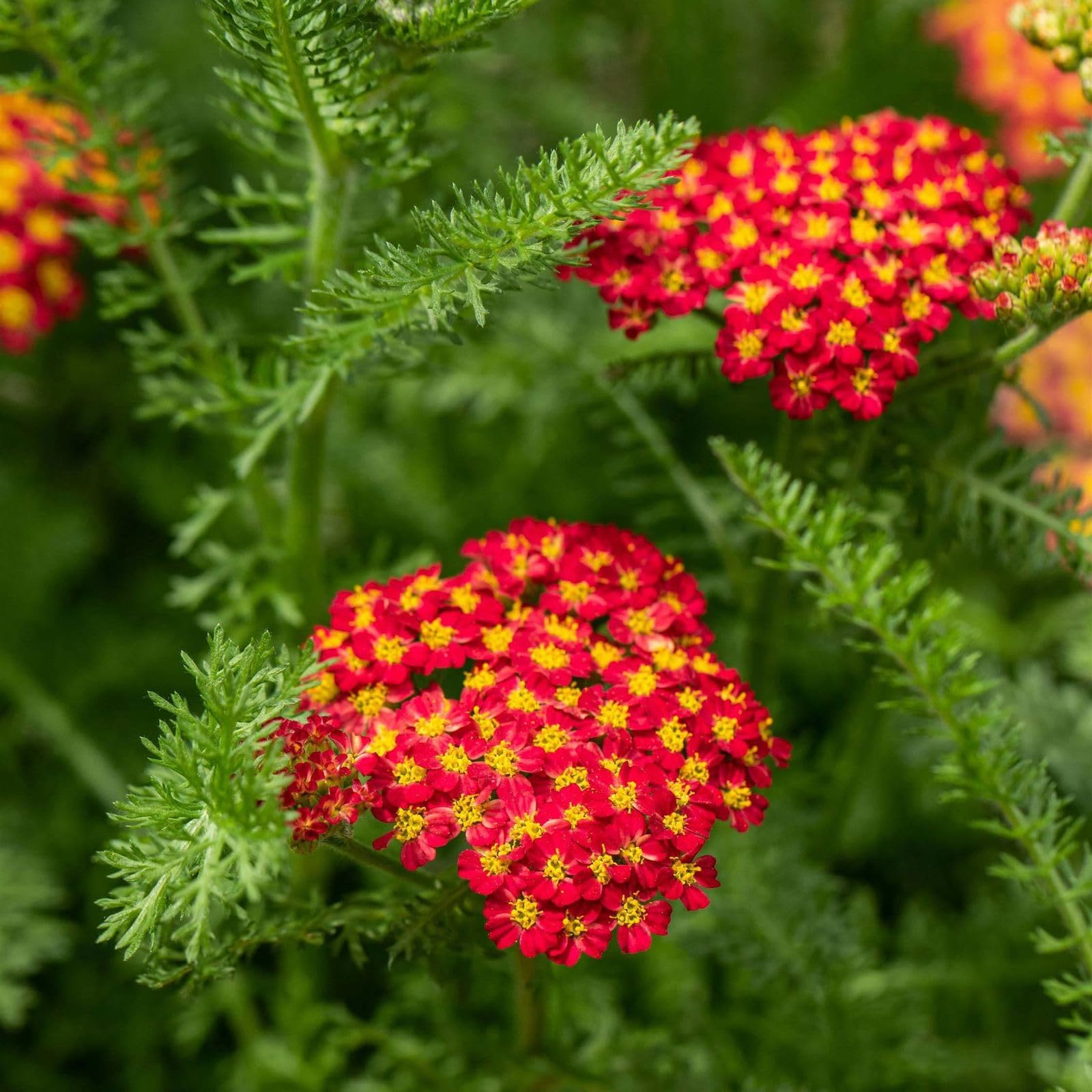 Garten-Schaf-Garbe Achillea millefolium 'Red Velvet' Staude winterhart ...