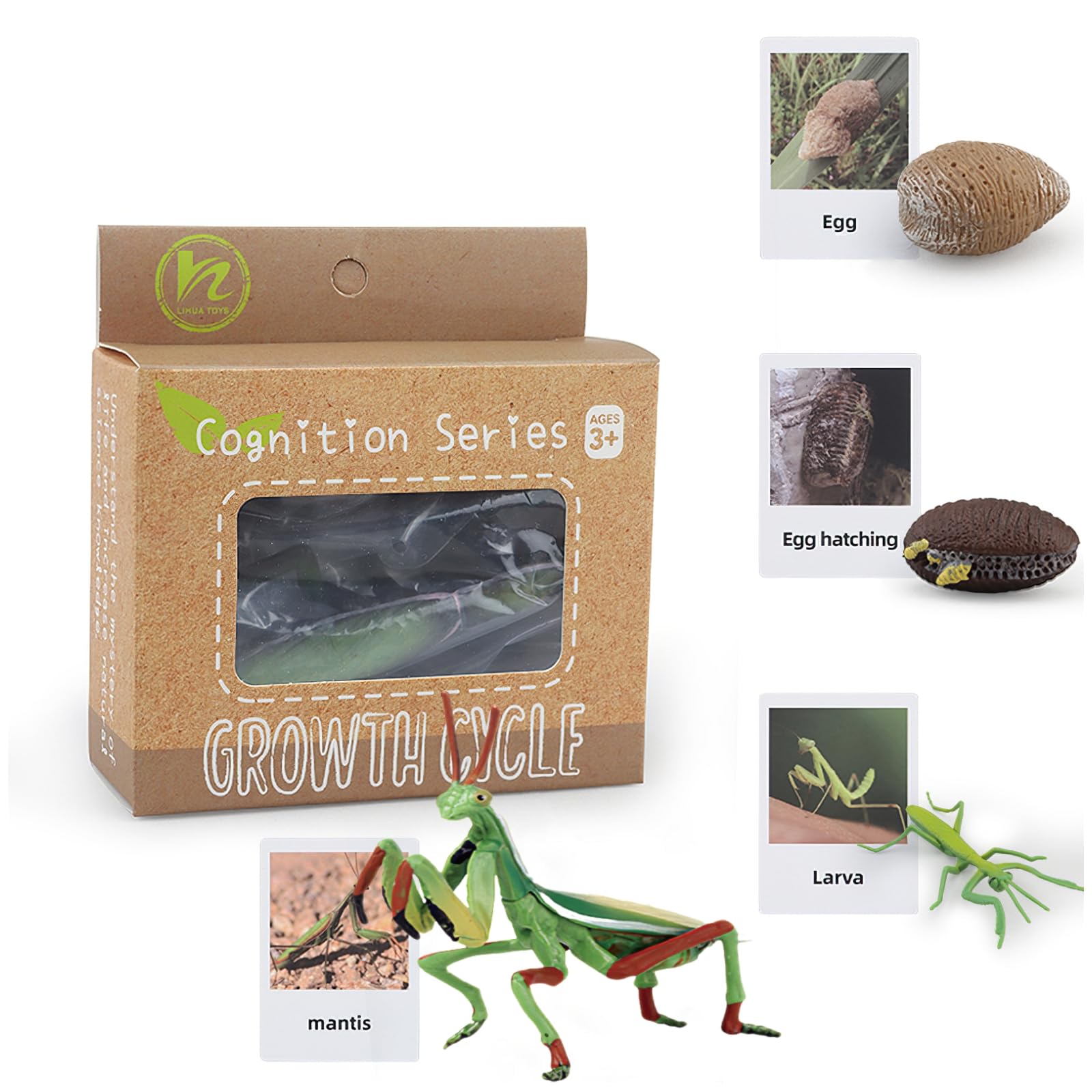 Snapklik.com : Montessori Life Cycle Animal Insect Figurines Learning ...