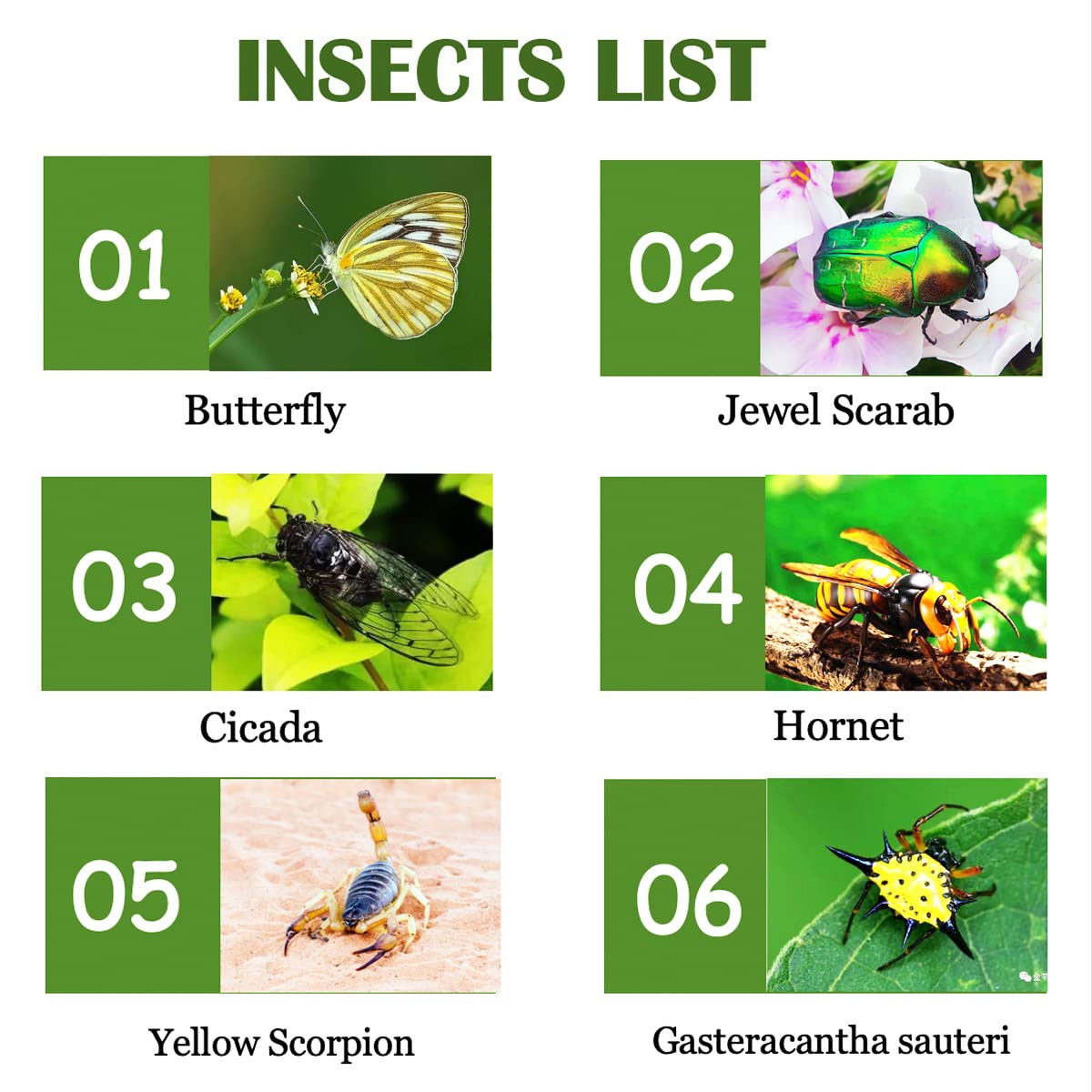 Juego de 6 piezas de insectos en resina, muestras de insectos reales de ...