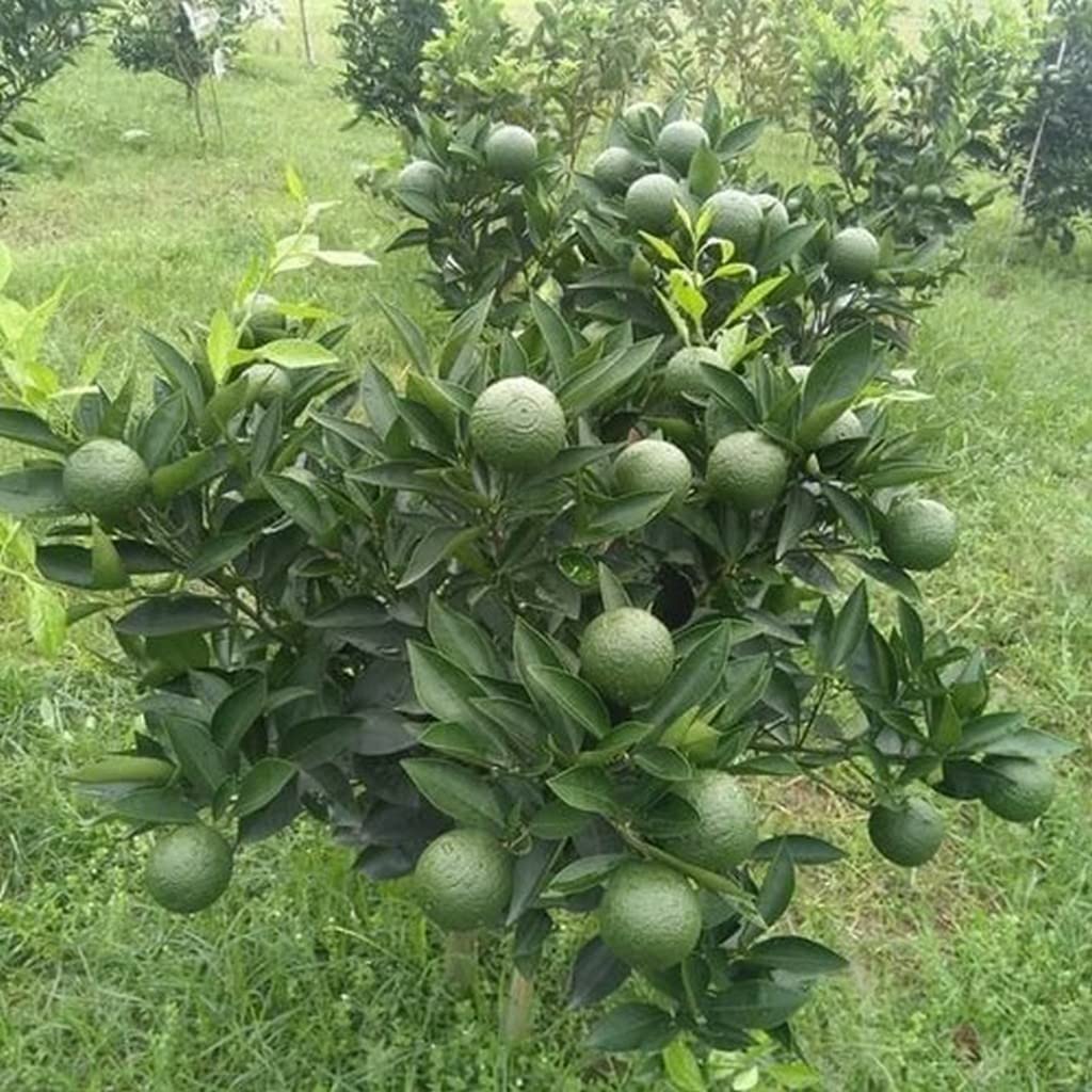Buy Creative Farmer Mosambi (Citrus Limetta) Fresh Most Expensive ...